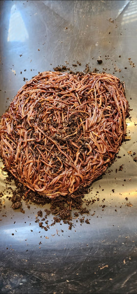 Spent Mushroom Substrate (SMS) Additive - Boost Your Worm Castings and ...