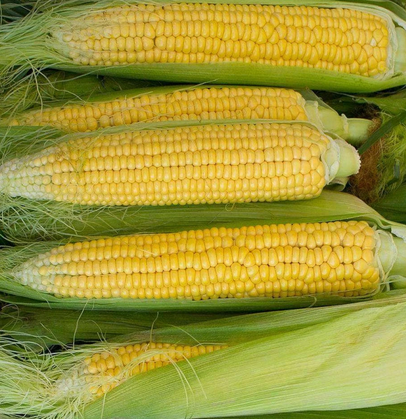 Golden Bantam 12 Row Untreated Heirloom Open Pollinated Sweet Corn Seed ...