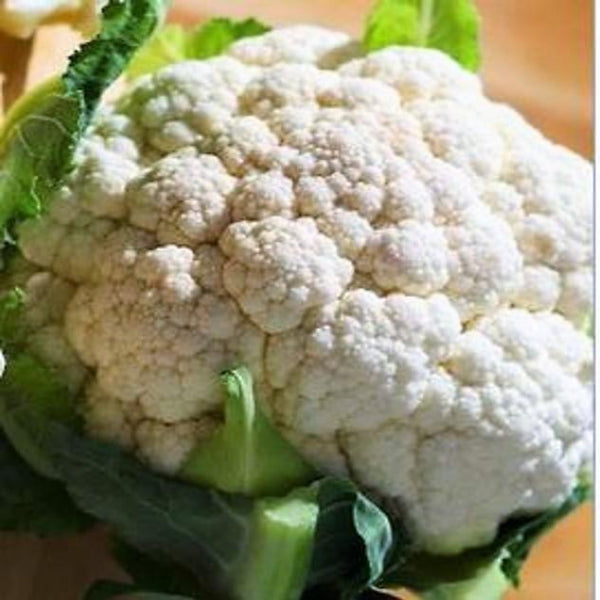 Cauliflower Snowball Self Blanching Heirloom for cool weather growing ...